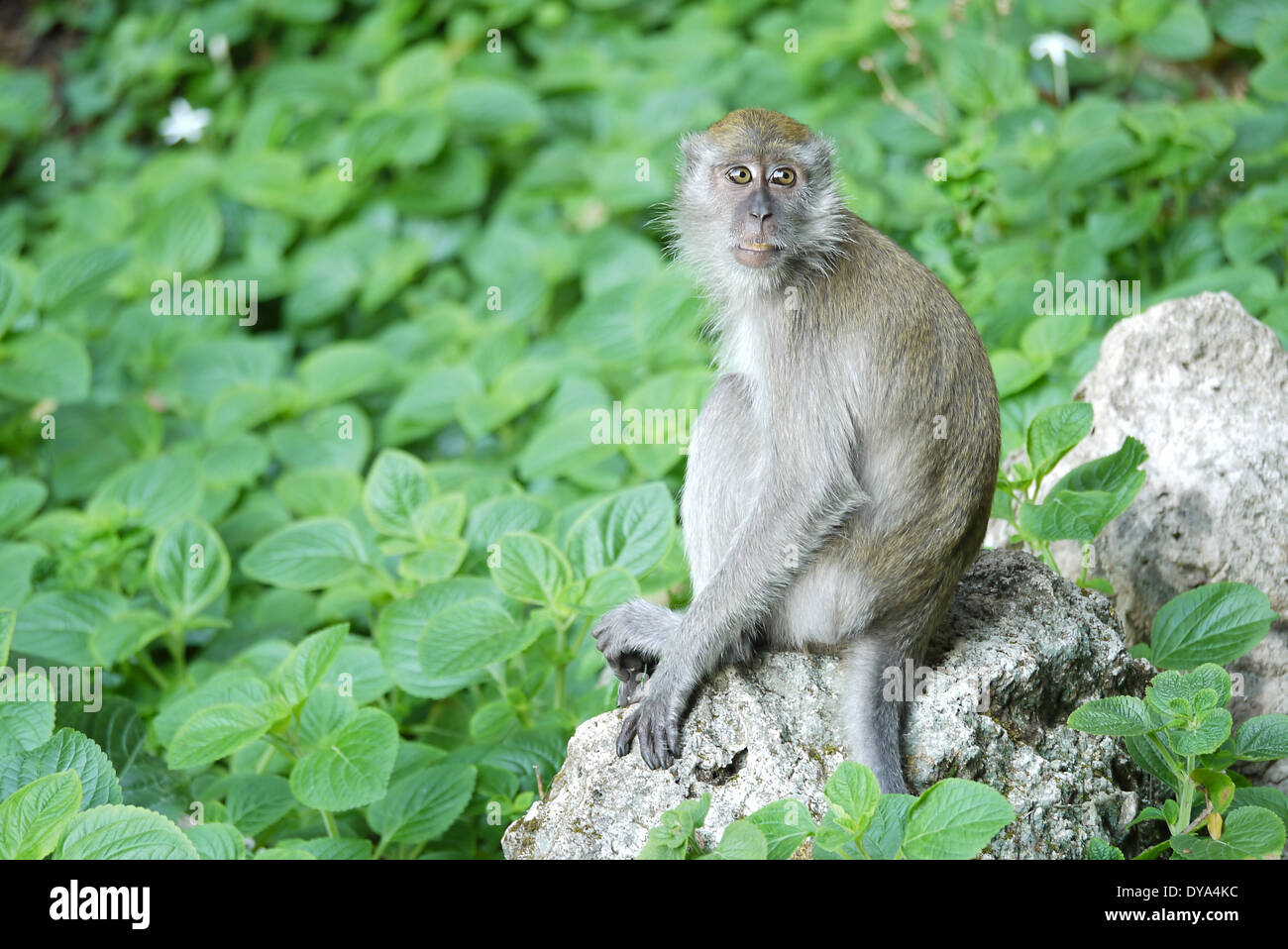 Portrait of a Female Monkey Amongst the Bushes Stock Photo - Alamy