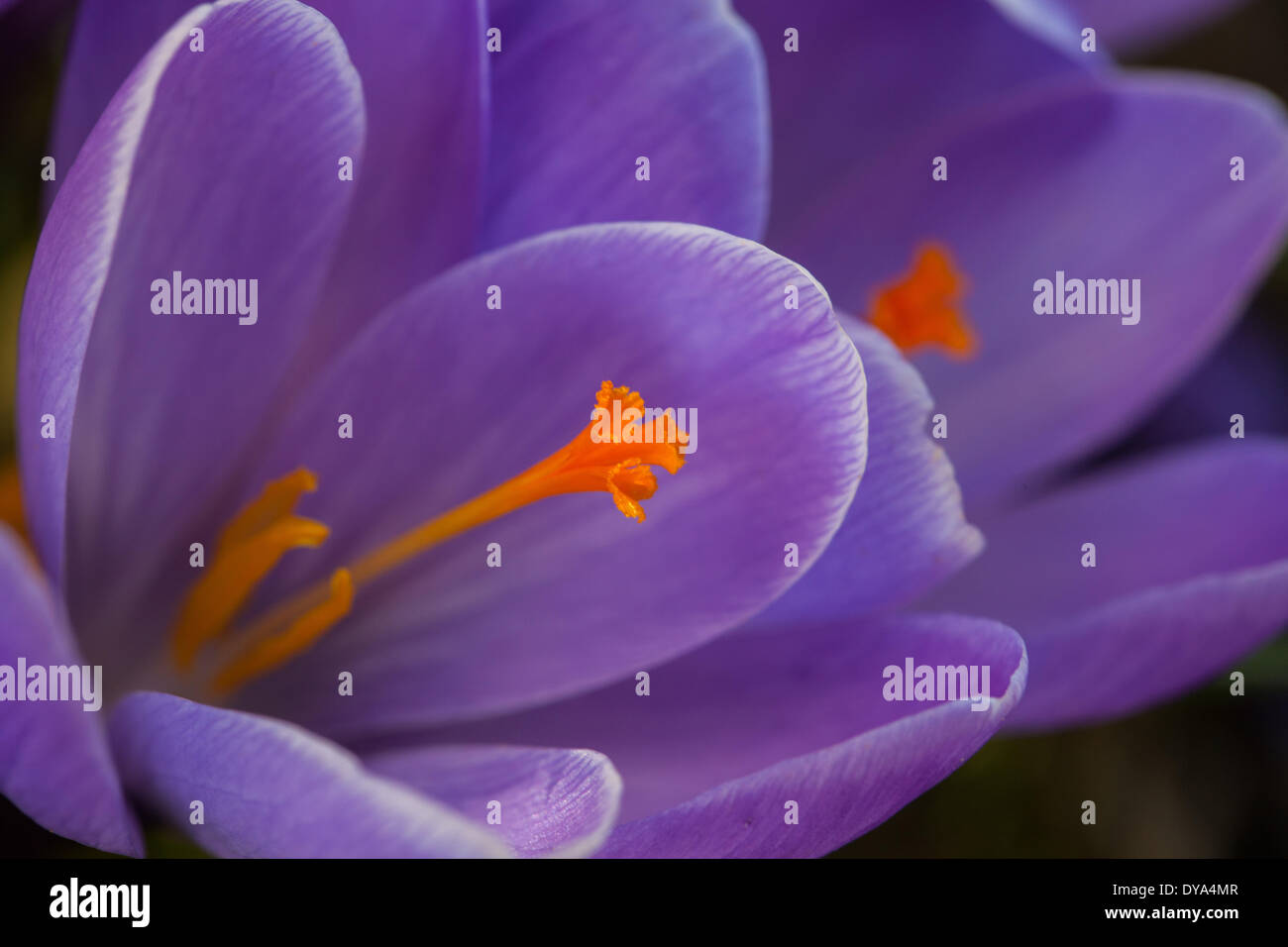 Flowers, blossoms, flourish, garden, crocus, nature, plants, carpel ...