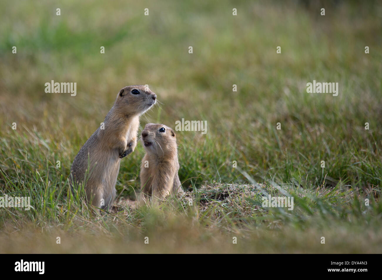 Alberta, badlands, Canada, North America, mammals, animals Stock Photo ...