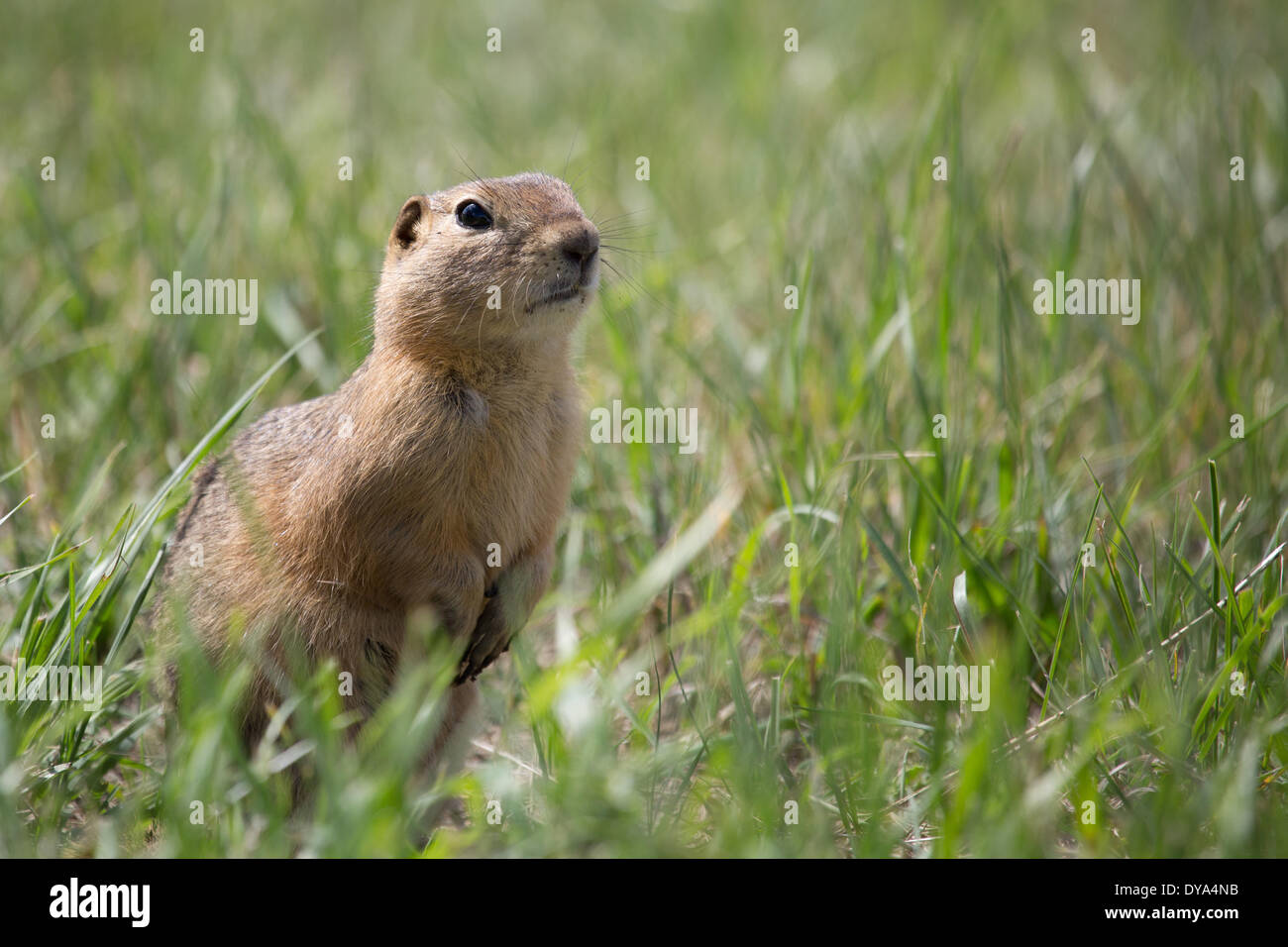 Alberta, badlands, Canada, North America, mammals, animals Stock Photo ...