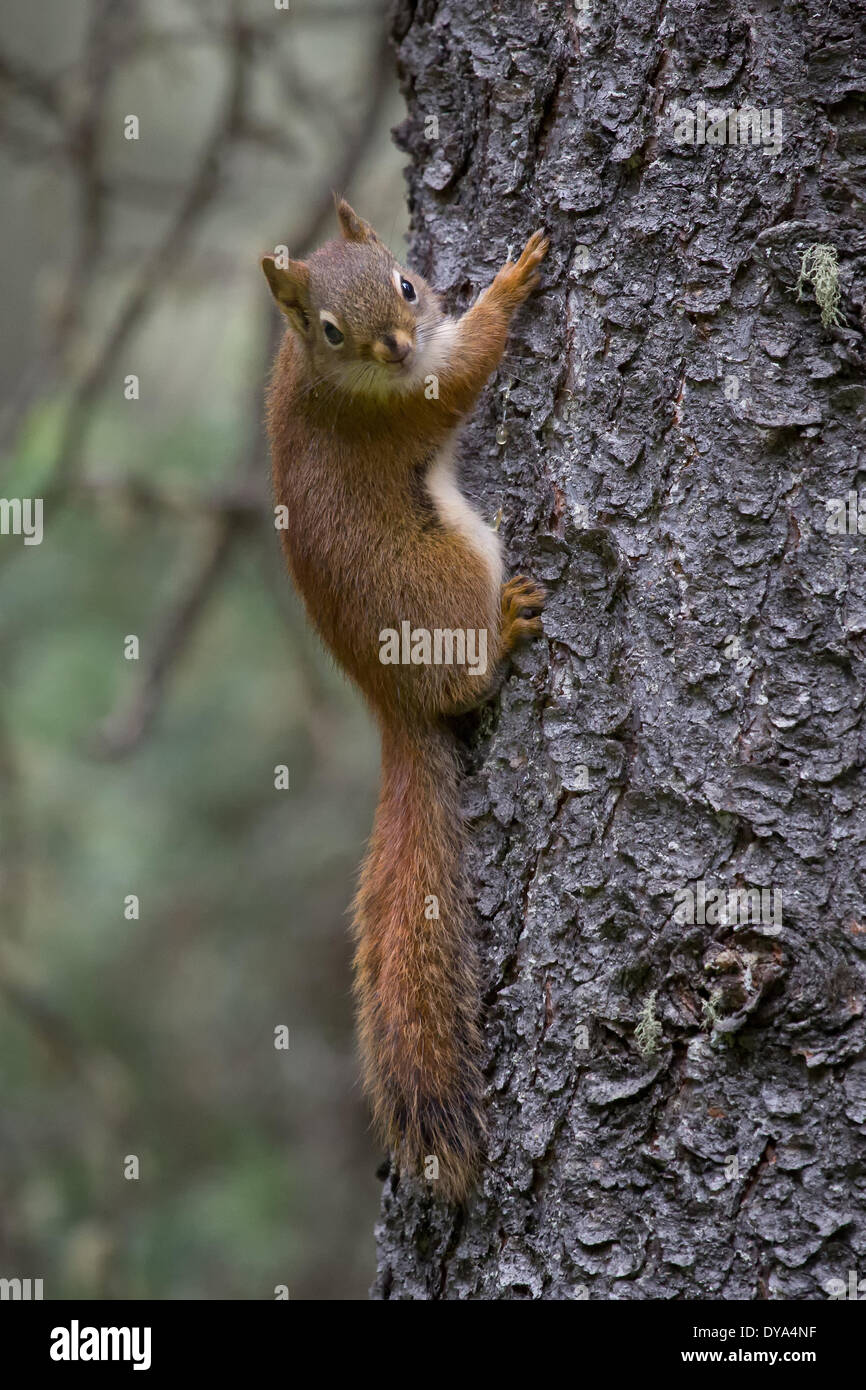 Alberta, Eichhönchen, Canada, rodents, North America, mammals, animals ...