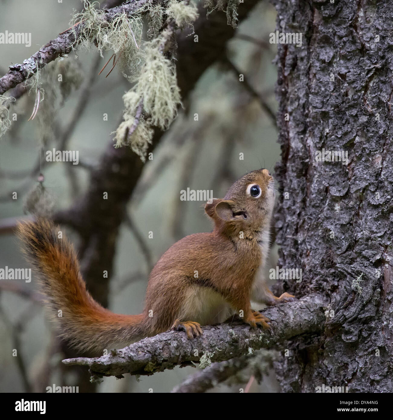 Alberta, Eichhönchen, Canada, rodents, North America, mammals, animals ...