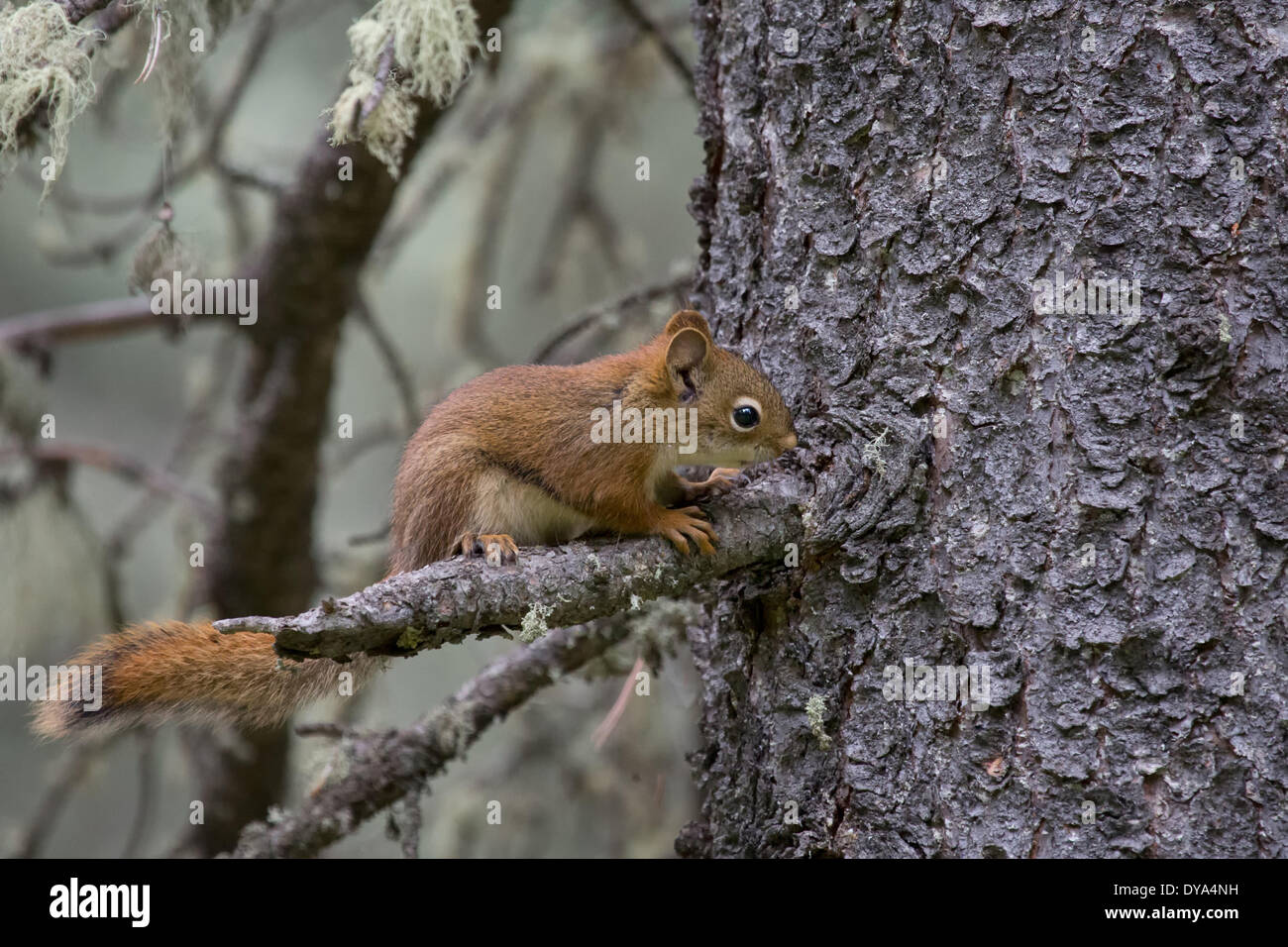 Alberta, Eichhönchen, Canada, rodents, North America, mammals, animals ...