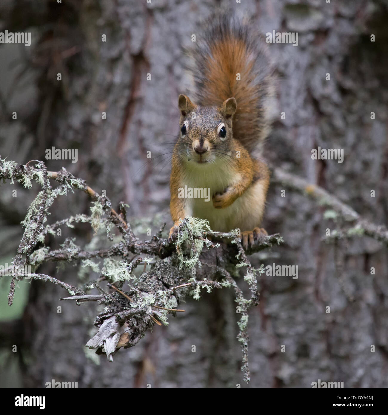 Alberta, Eichhönchen, Canada, rodents, North America, mammals, animals ...