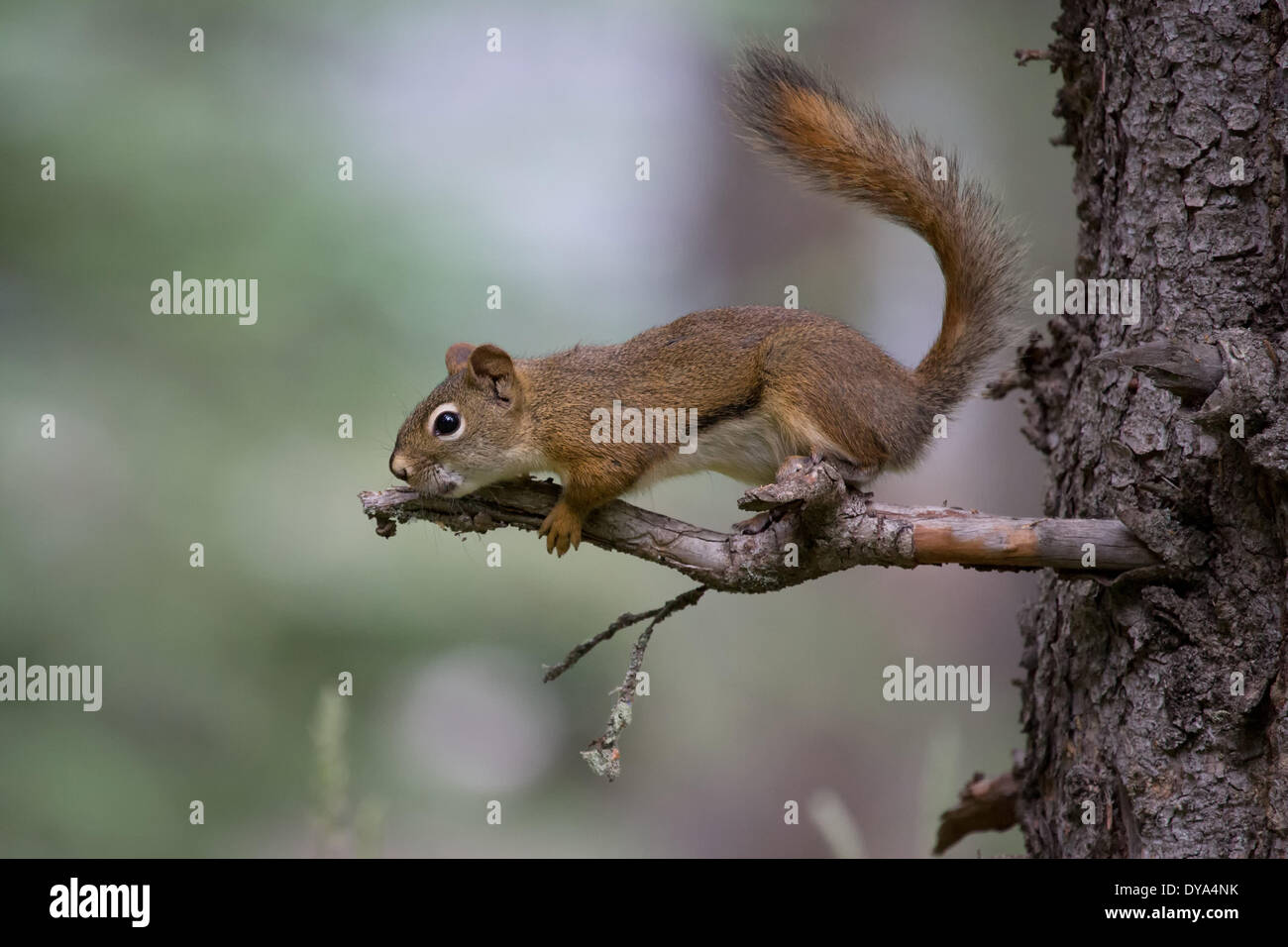 Alberta, Eichhönchen, Canada, rodents, North America, mammals, animals ...