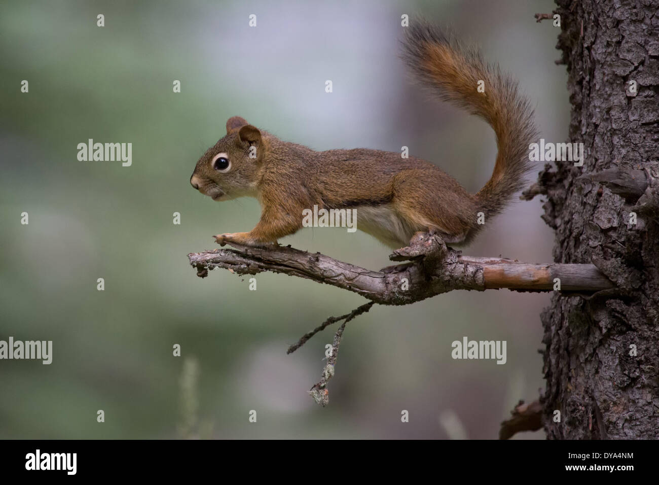 Alberta, Eichhönchen, Canada, rodents, North America, mammals, animals ...