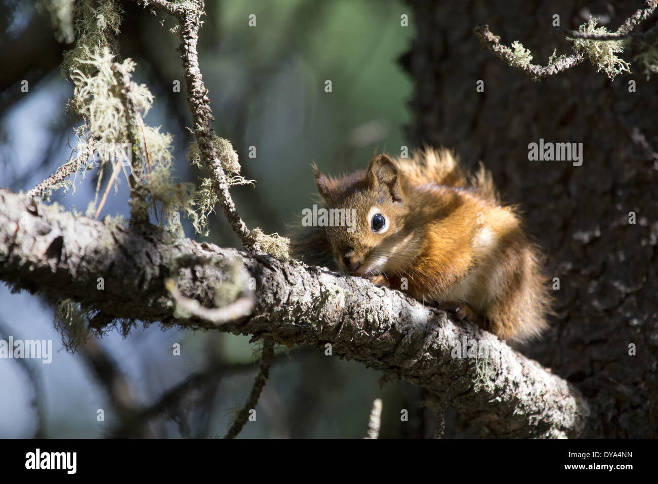 Alberta, Eichhönchen, Canada, rodents, North America, mammals, animals ...