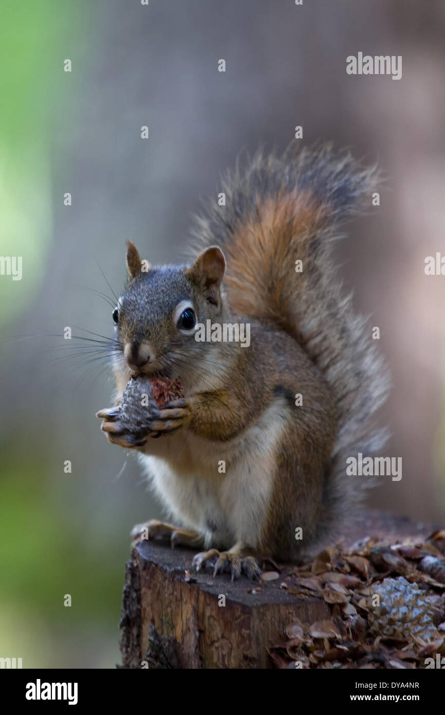 Alberta, Eichhönchen, Canada, rodents, North America, mammals, animals ...