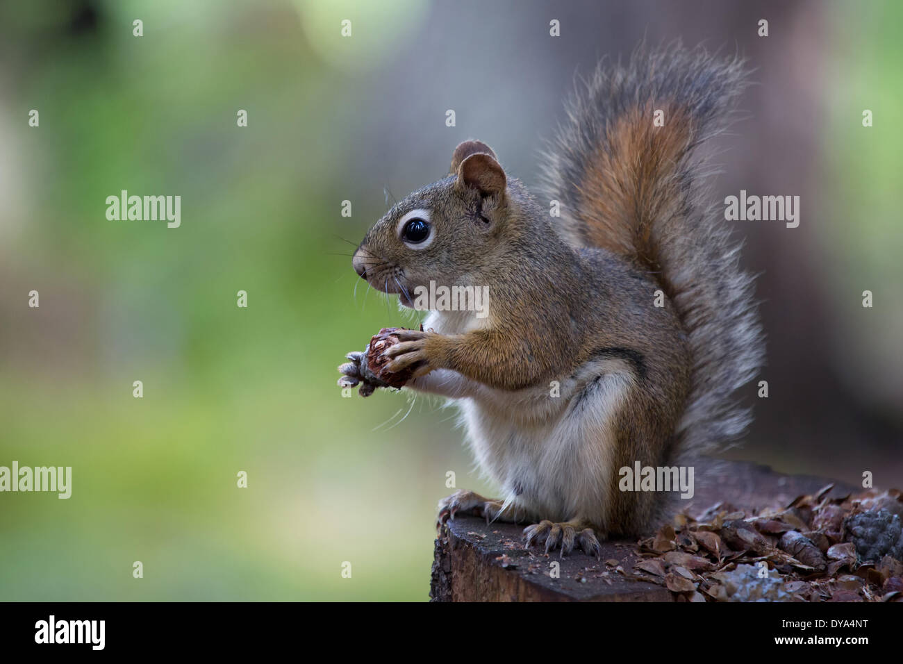 Alberta, Eichhönchen, Canada, rodents, North America, mammals, animals ...