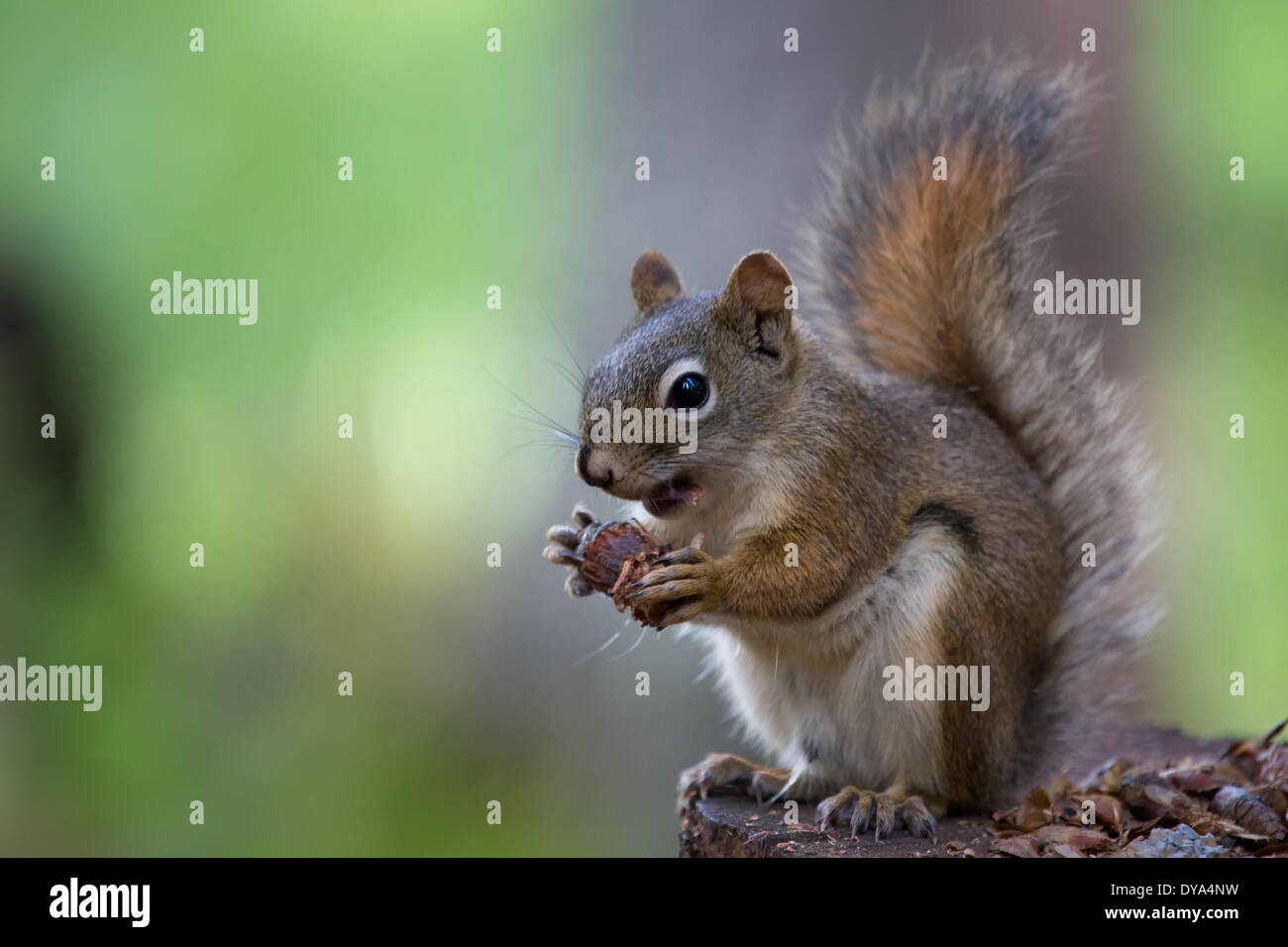 Alberta, Eichhönchen, Canada, rodents, North America, mammals, animals ...