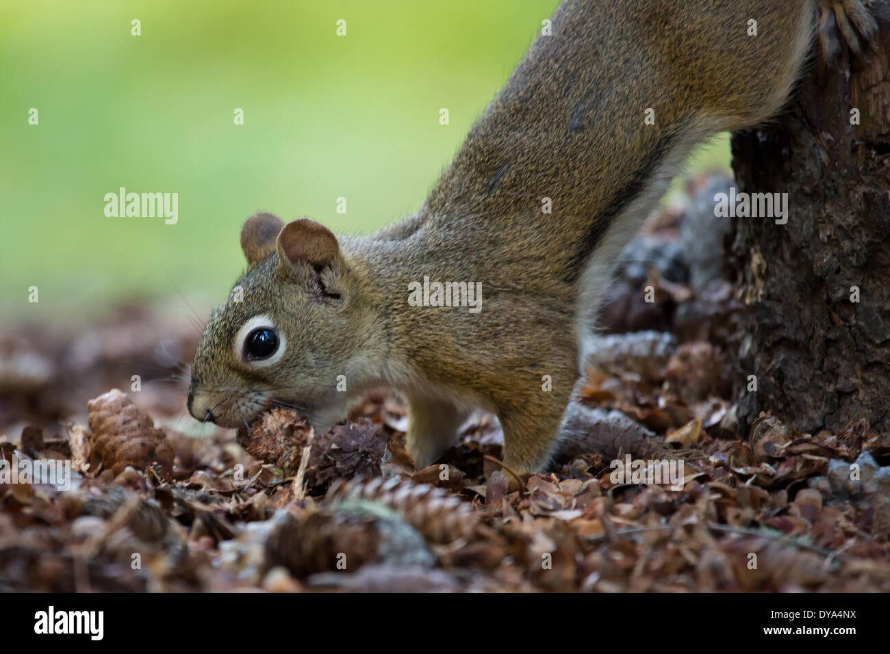 Alberta, Eichhönchen, Canada, rodents, North America, mammals, animals ...