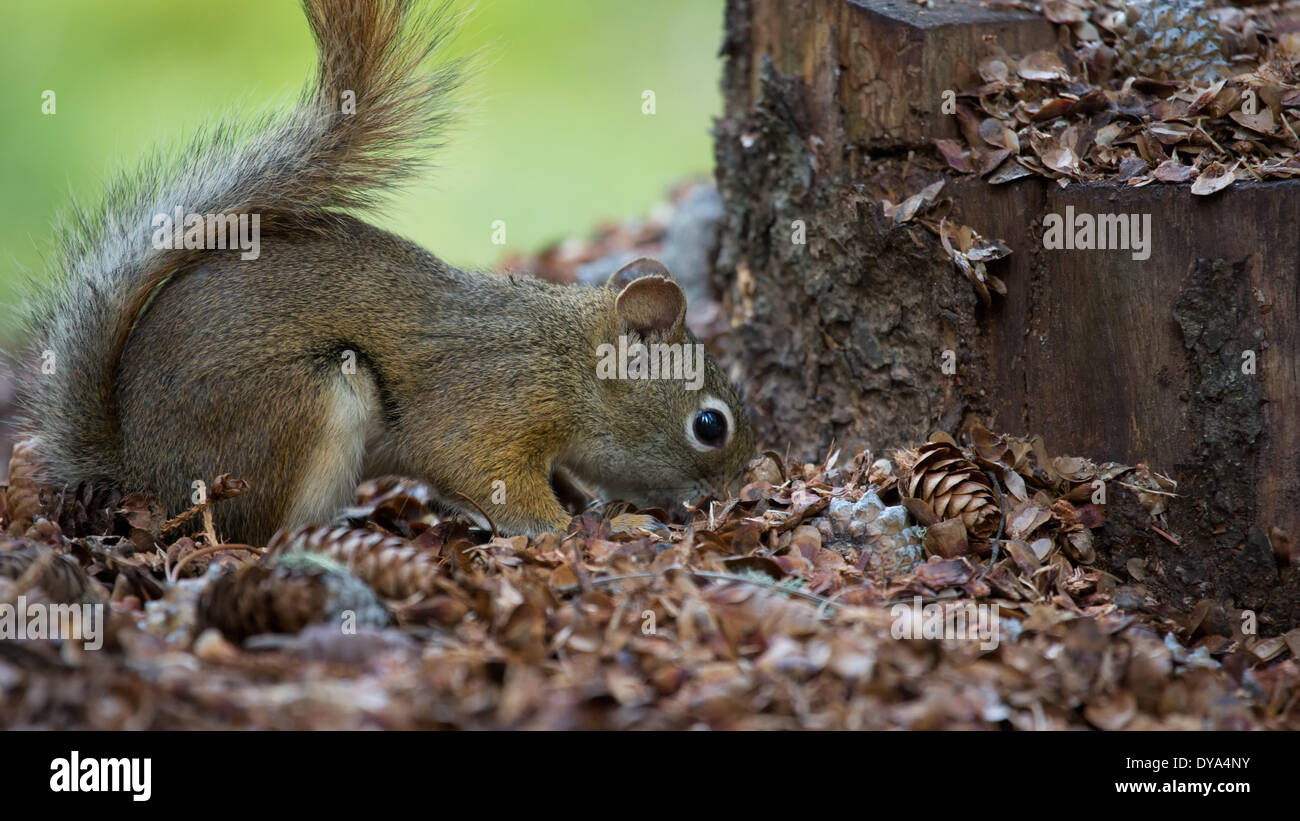 Alberta, Eichhönchen, Canada, rodents, North America, mammals, animals ...