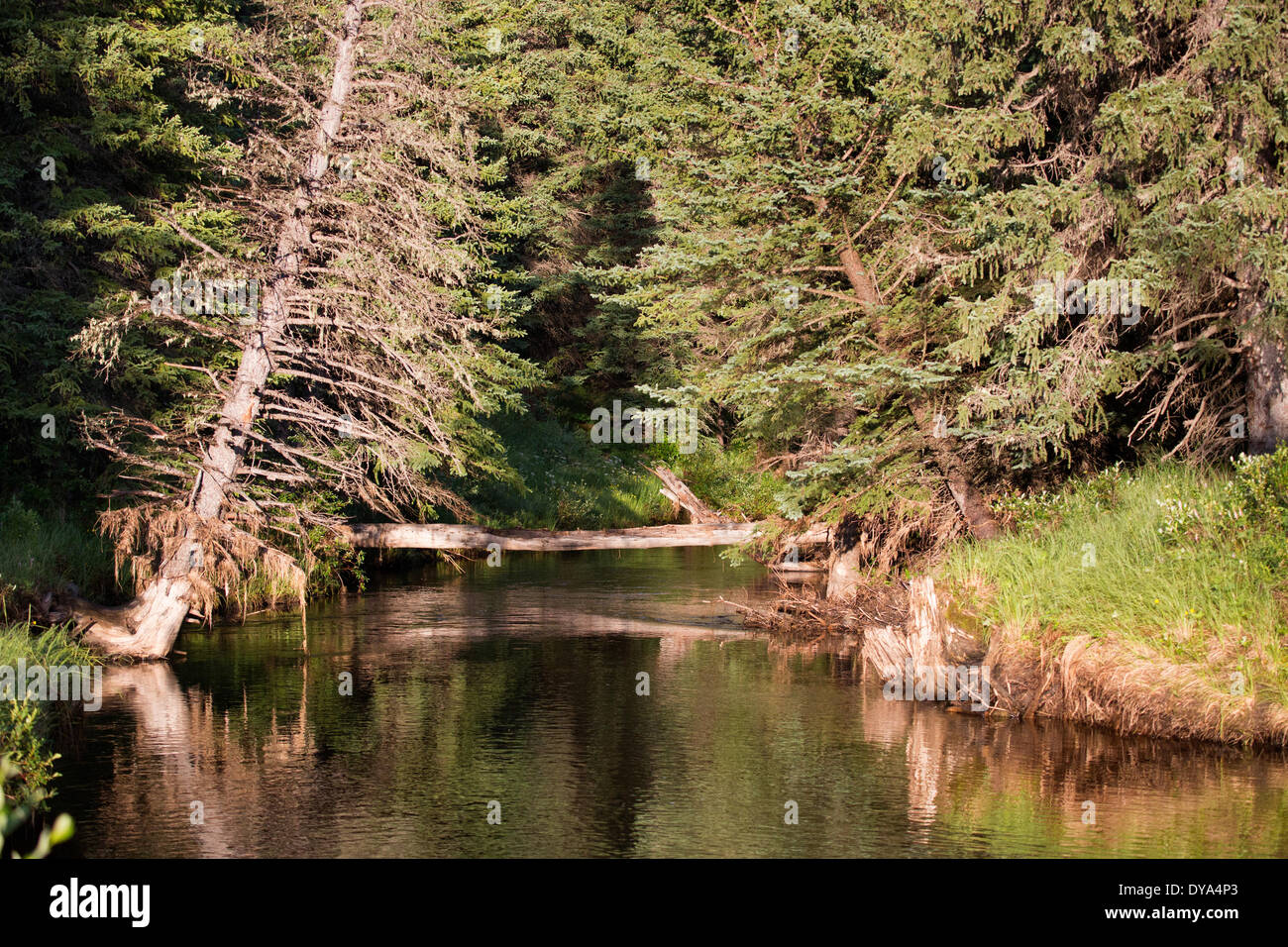 Alberta, creek, river, brook, Canada, scenery, landscape, light, mood ...