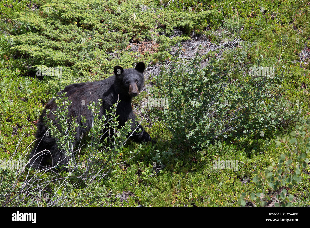 Abraham Lake, Alberta, bear, bear, Canada, North America, black bear ...
