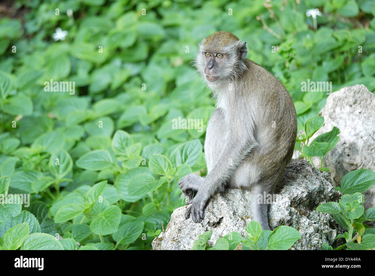 Portrait of a Female Monkey Amongst the Bushes Stock Photo - Alamy