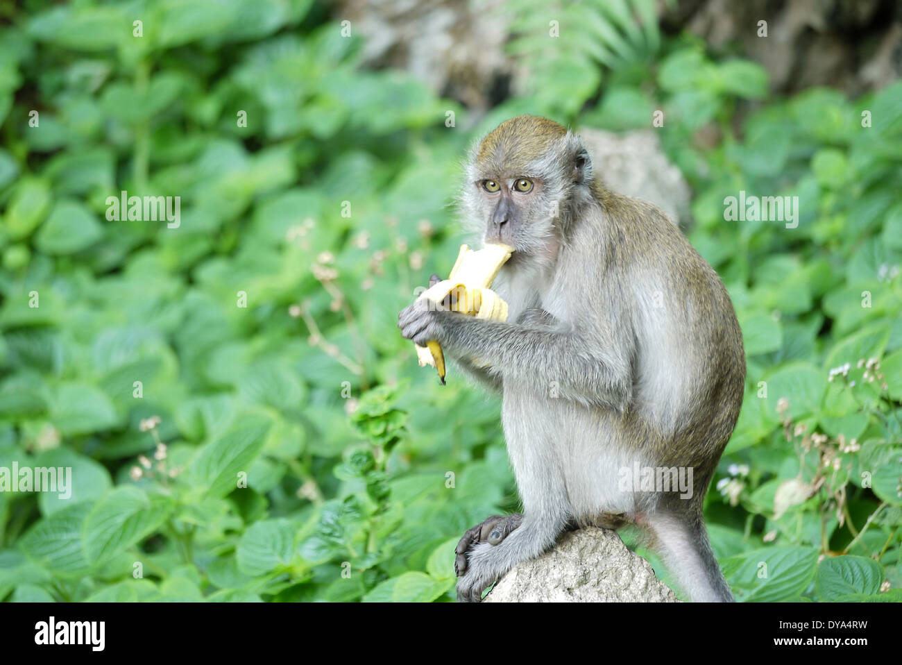 Female monkey hi-res stock photography and images - Alamy