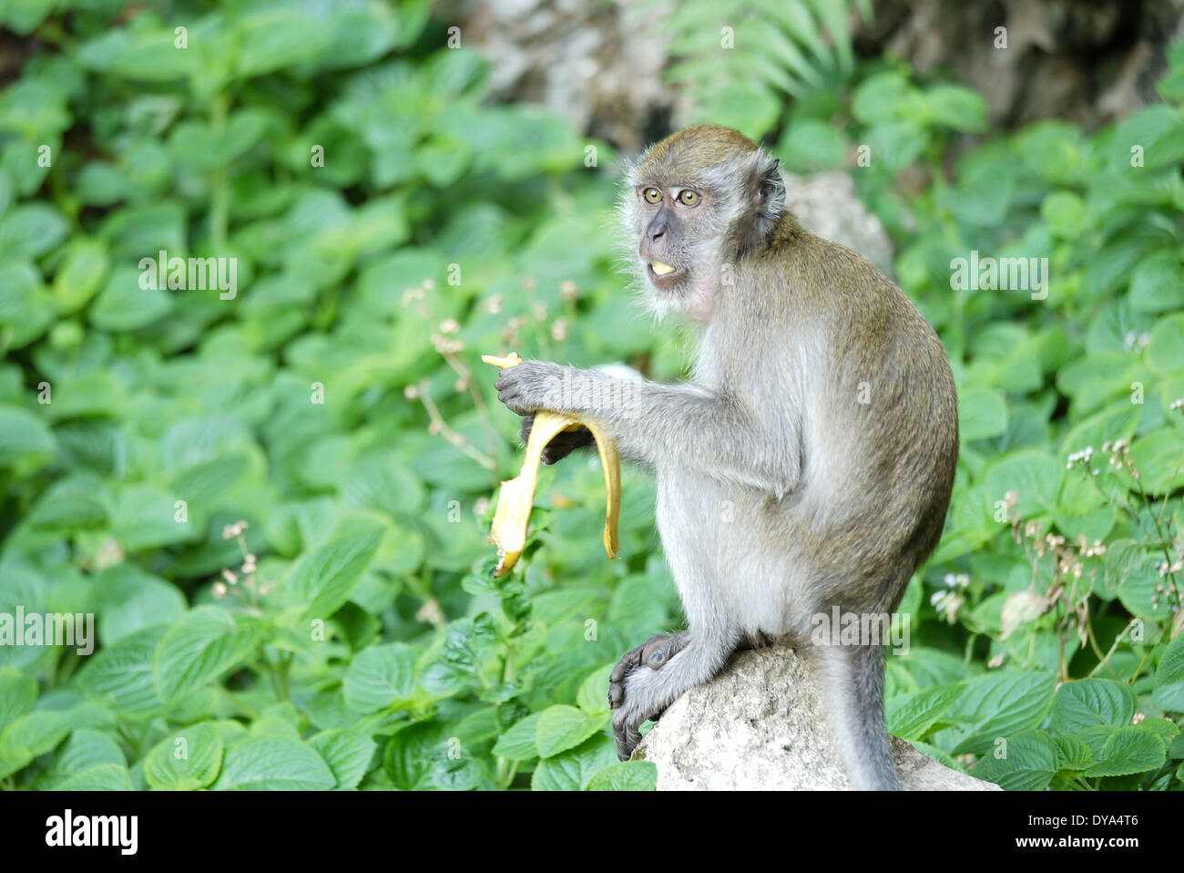 Portrait of a Female Monkey Amongst the Bushes Stock Photo - Alamy