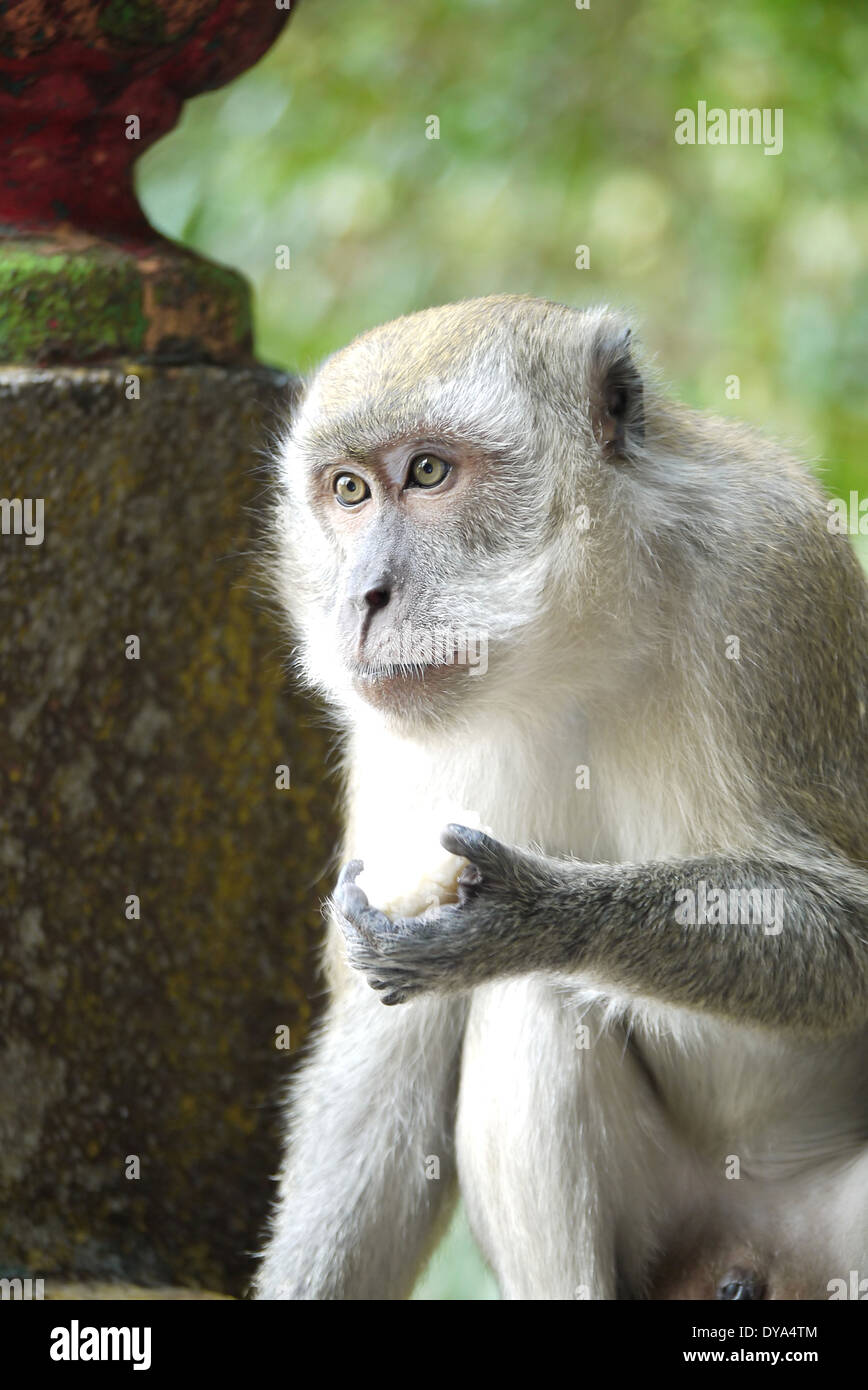 Portrait of a Monkey Eating Traditional Indian Pastry Stock Photo - Alamy