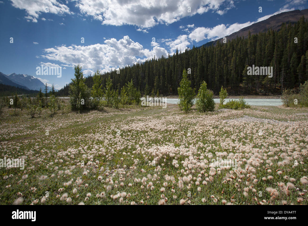 Alberta, Banff, national park, mountains, Canada, scenery, landscape ...