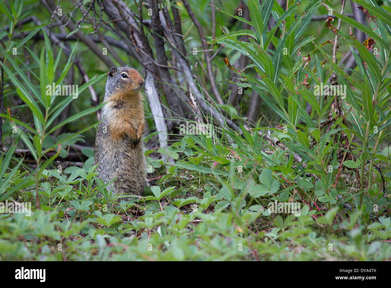 Alberta Banff national park Columbian Ground Squirrel Ground Squirrel ...