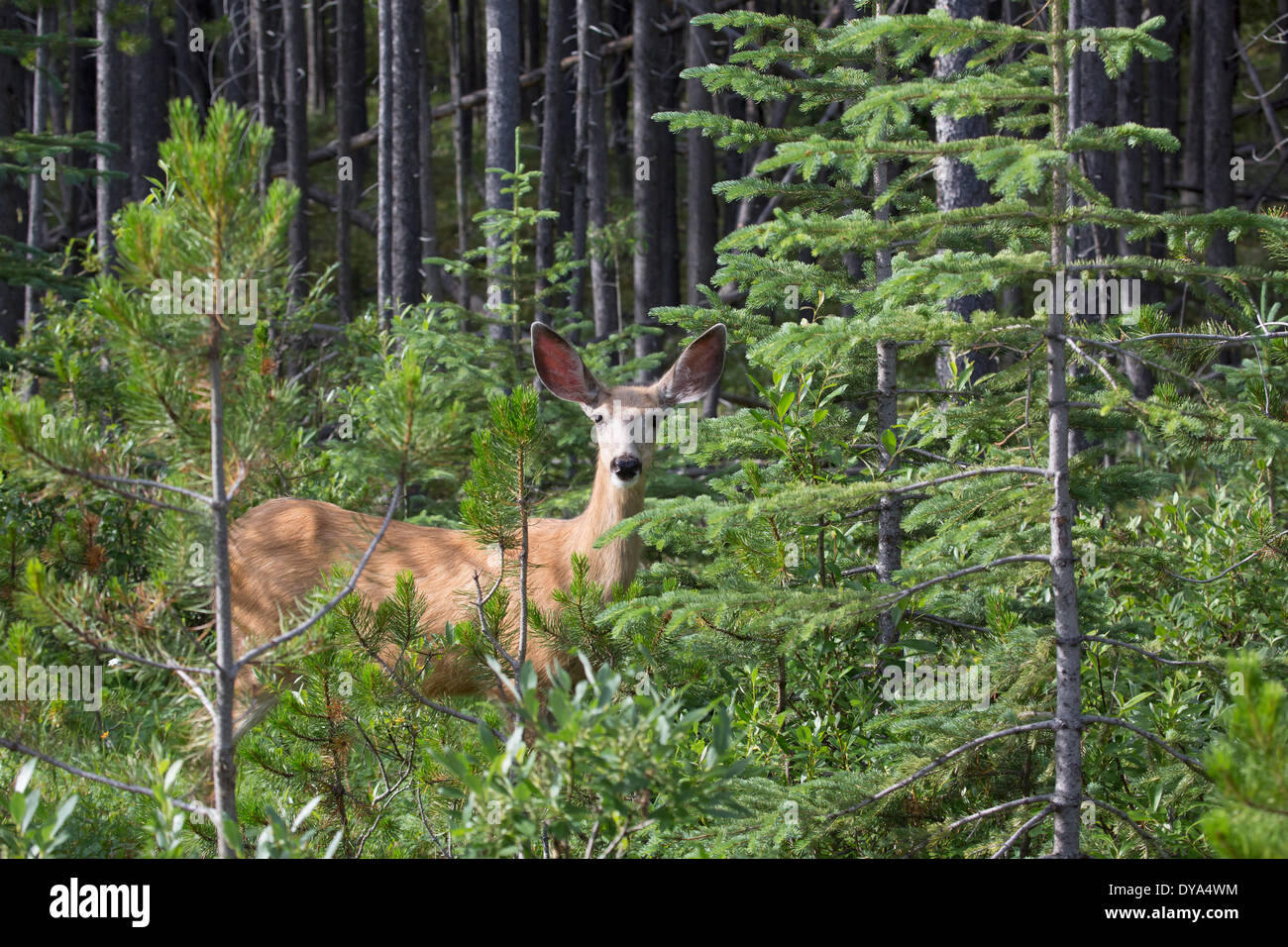 Alberta, black-tailed deer, deer, Jasper, national park, Canada, mule ...