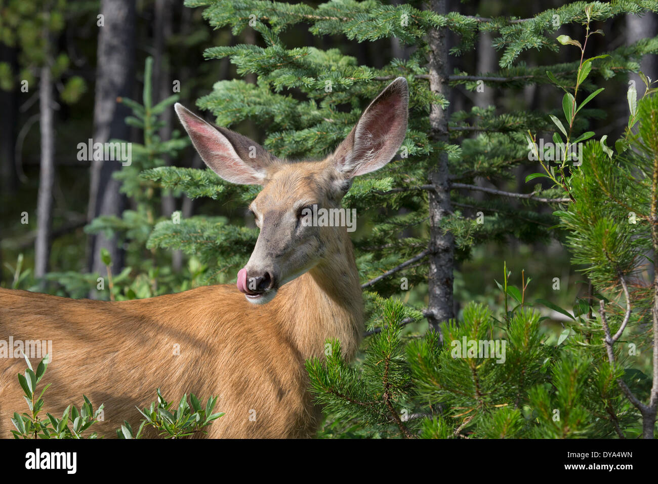 Alberta, black-tailed deer, deer, Jasper, national park, Canada, mule ...