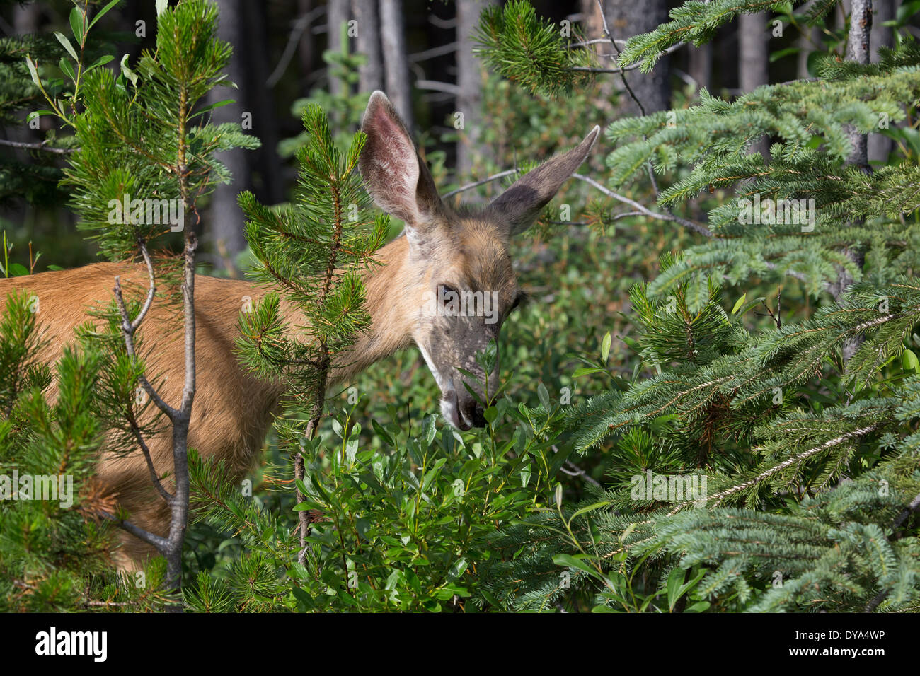 Alberta, black-tailed deer, deer, Jasper, national park, Canada, mule ...