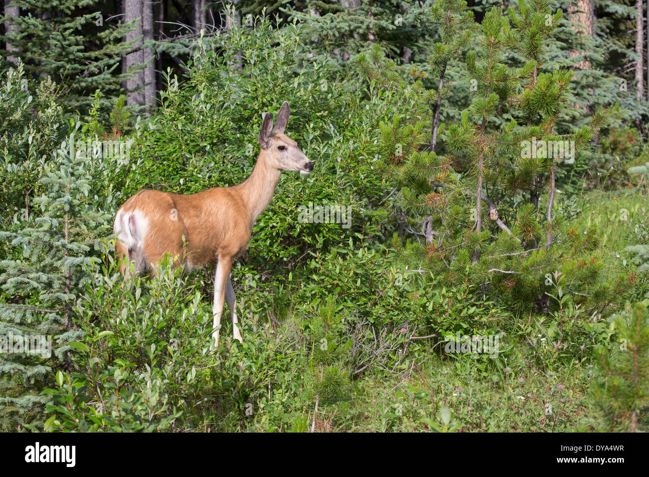 Alberta, black-tailed deer, deer, Jasper, national park, Canada, mule ...