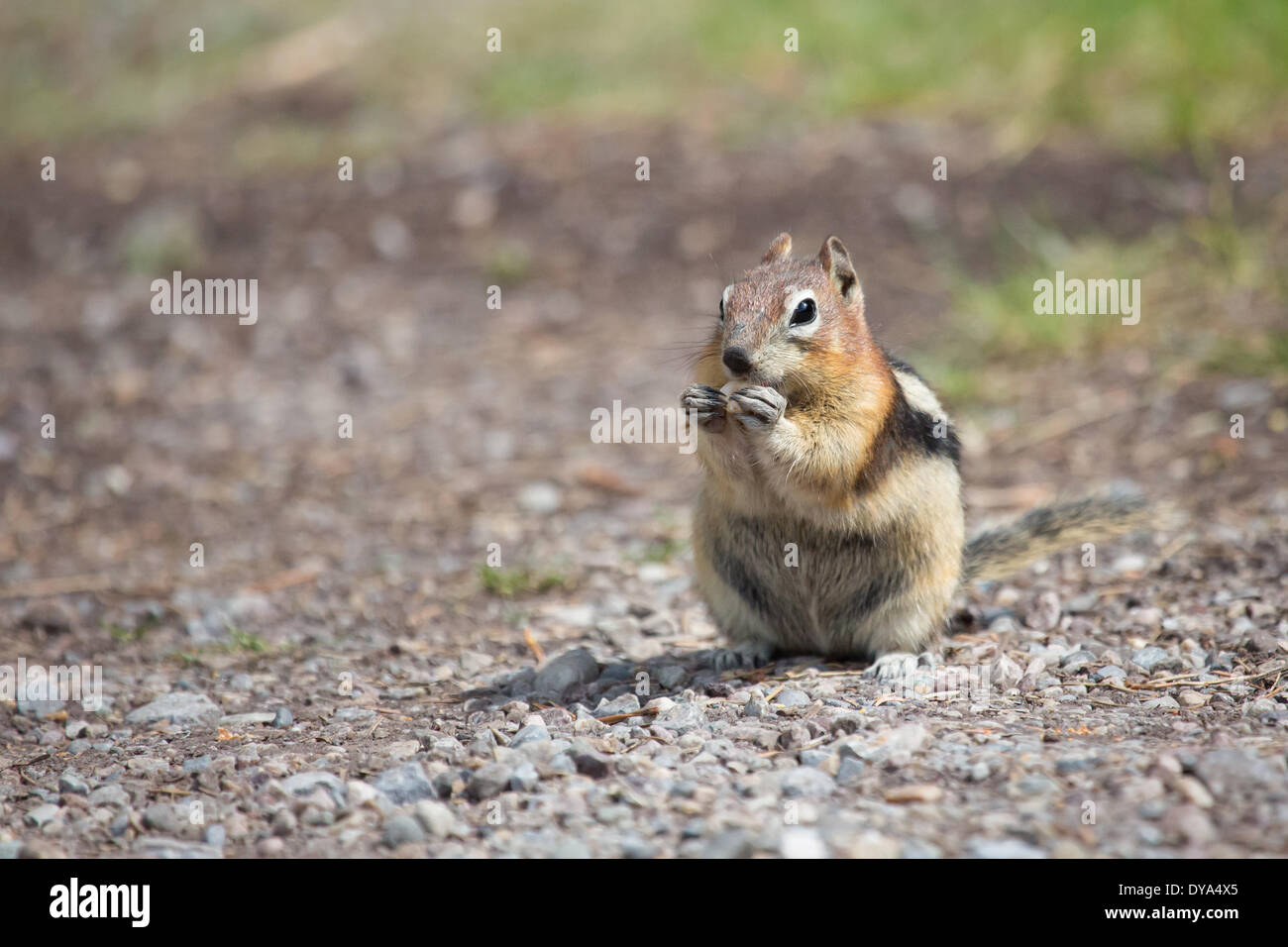 Alberta Golden Mantled Ground Squirrel ground squirrel Jasper national ...
