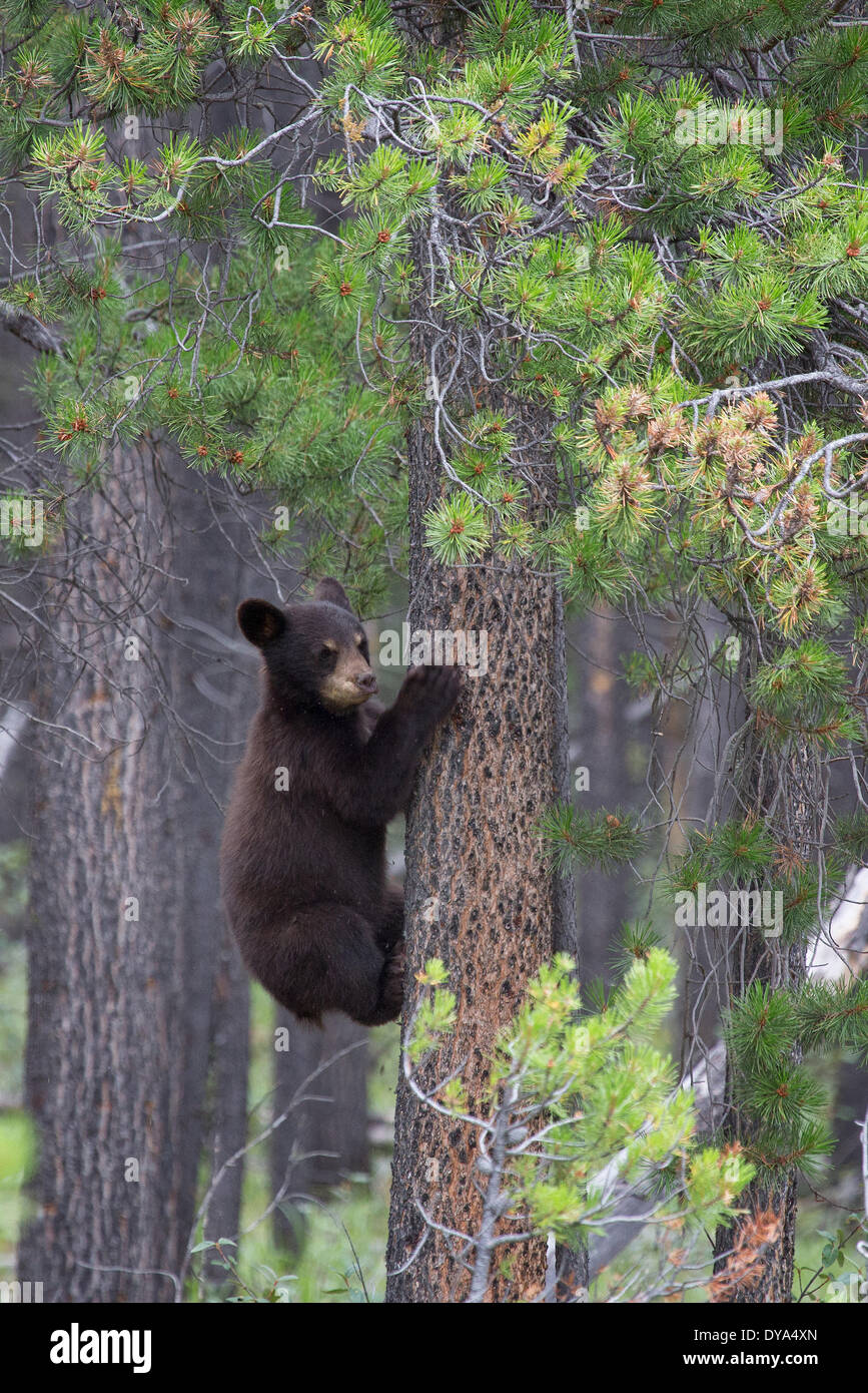 Alberta, bear, Jasper, national park, young, Canada, North America ...