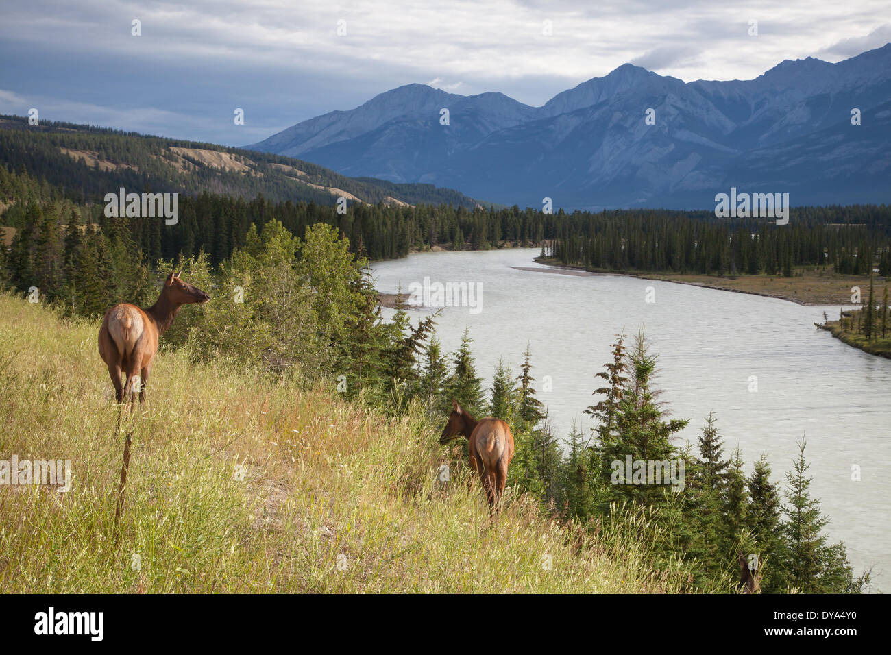 Alberta, mountains, river, Jasper, national park, Canada, scenery ...