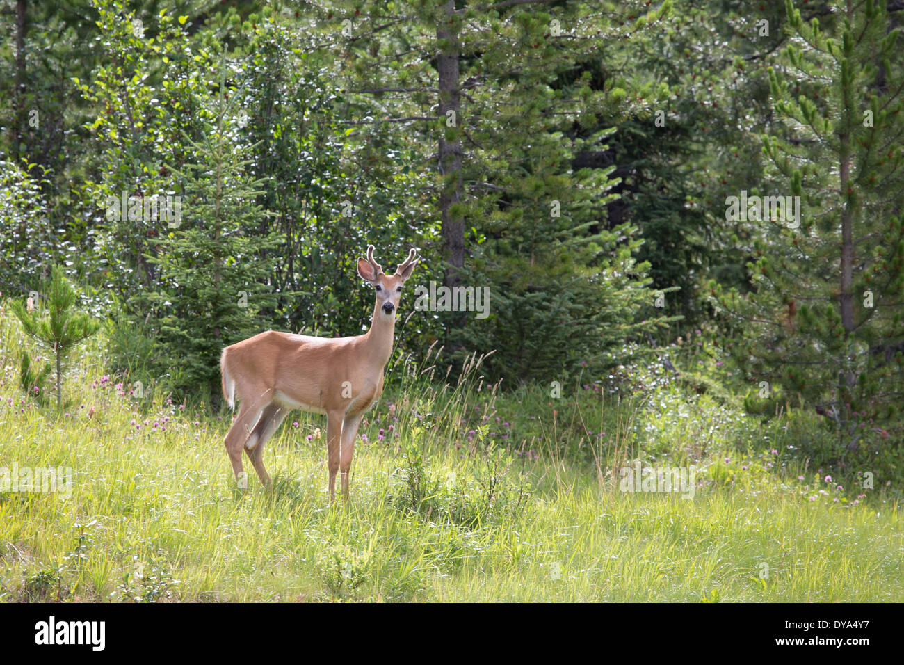Alberta, black-tailed deer, deer, Canada, mule deer, deer, North ...