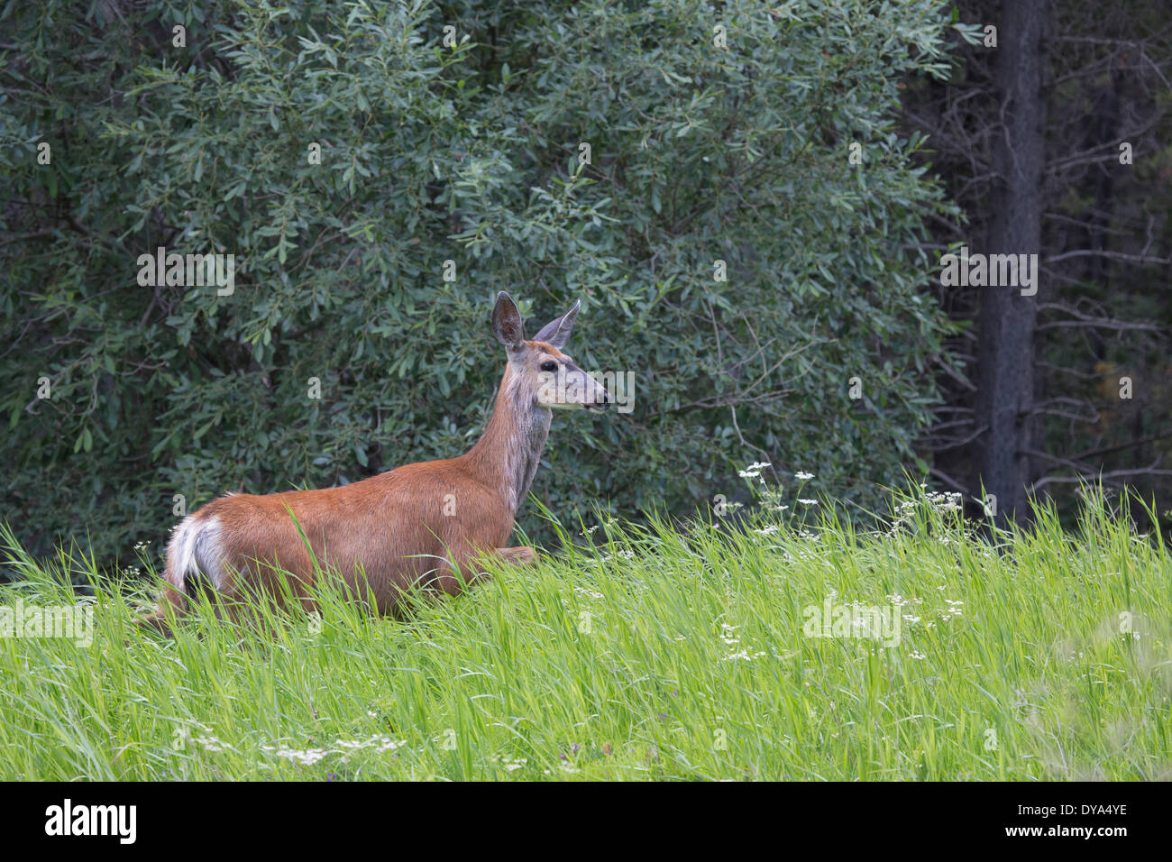 Alberta, black-tailed deer, deer, Canada, mule deer, deer, North ...