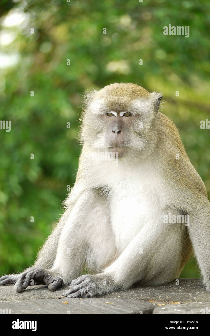 Portrait of a Monkey Stock Photo - Alamy
