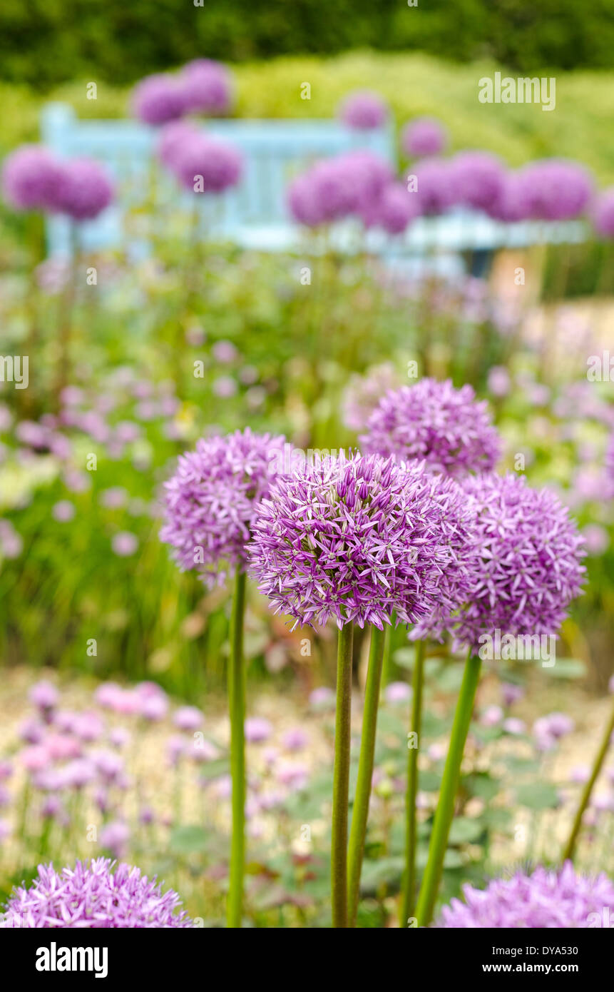 Allium giganteum, ornamental onion, diagonal, purple, green, allium ...