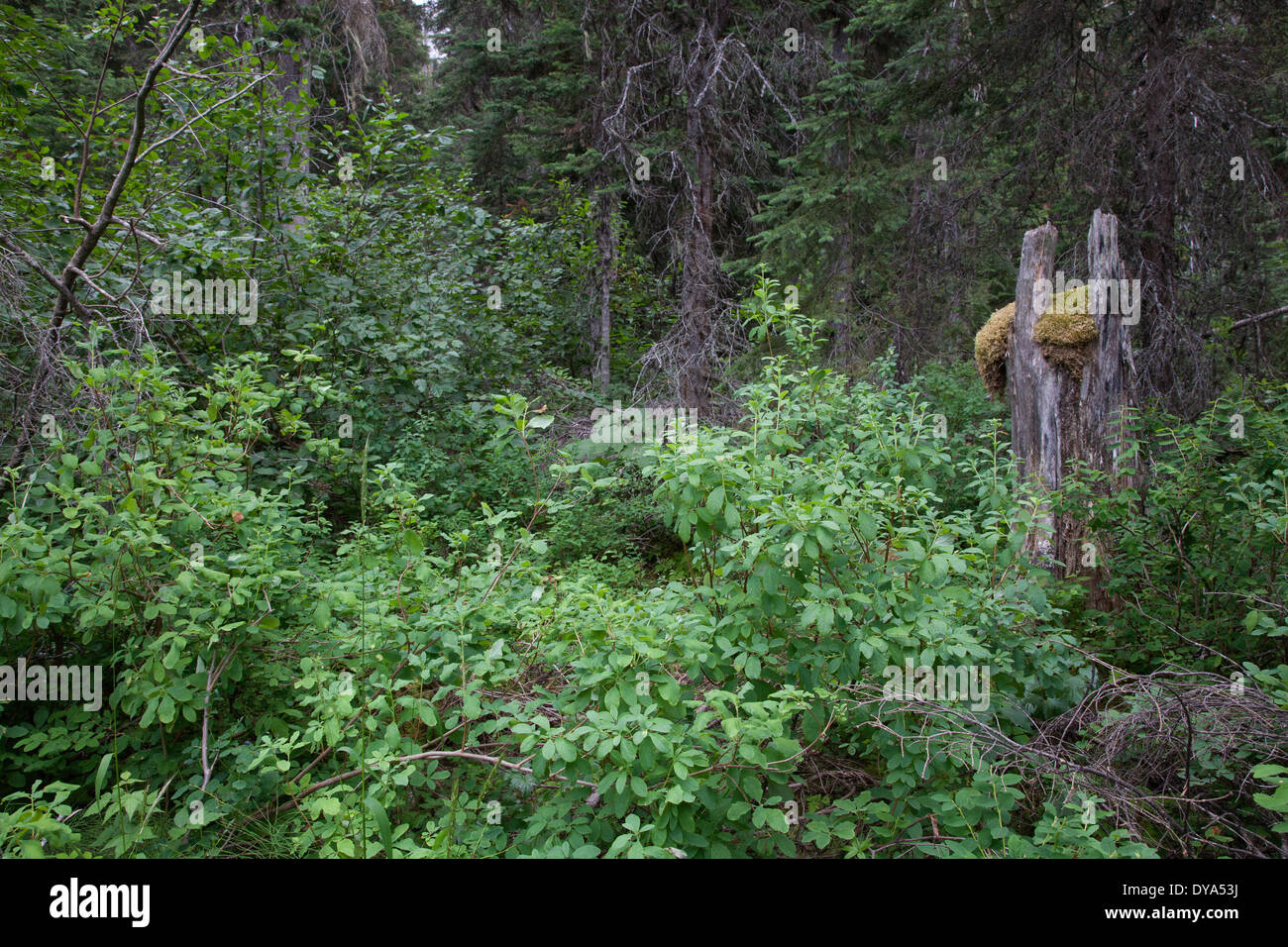 Alberta, Emerald Lake, Canada, scenery, landscape, North America, Rocky ...