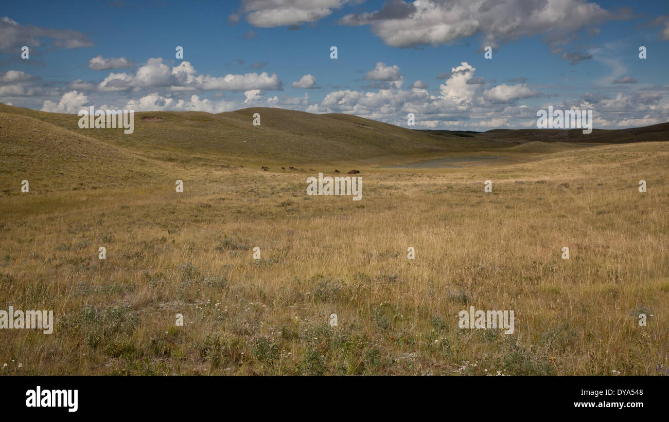 Alberta, bison, Canada, scenery, landscape, North America, prairie ...