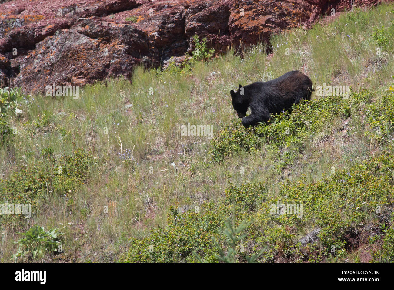 Alberta, bear, young, Canada, North America, black bear, mammals ...