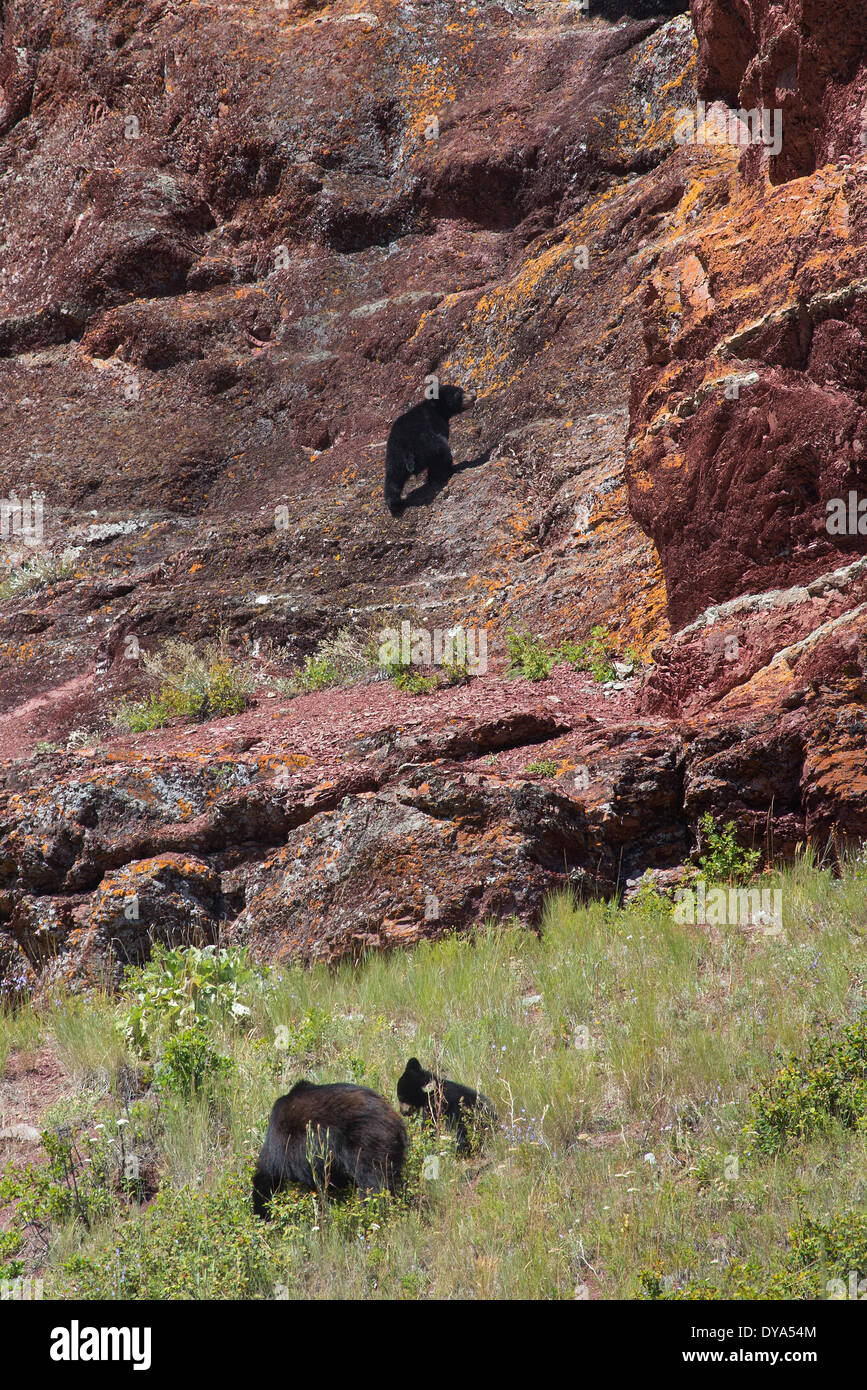 Black bear alberta hi-res stock photography and images - Alamy