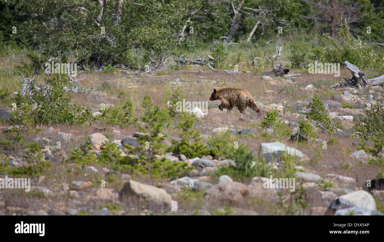 Alberta, bear, Canada, North America, black bear, mammals, animals ...