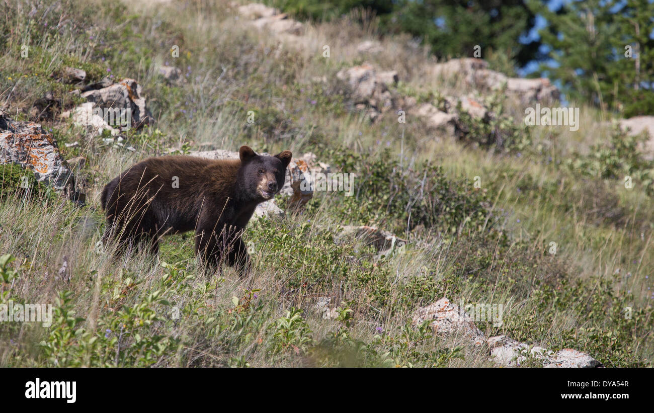 Alberta bear hi-res stock photography and images - Alamy
