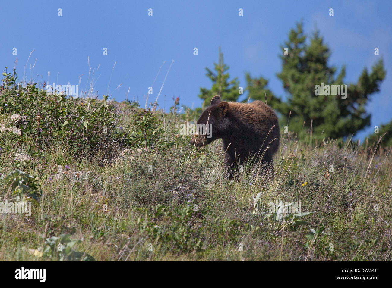Alberta, bear, Canada, North America, black bear, mammals, animals ...
