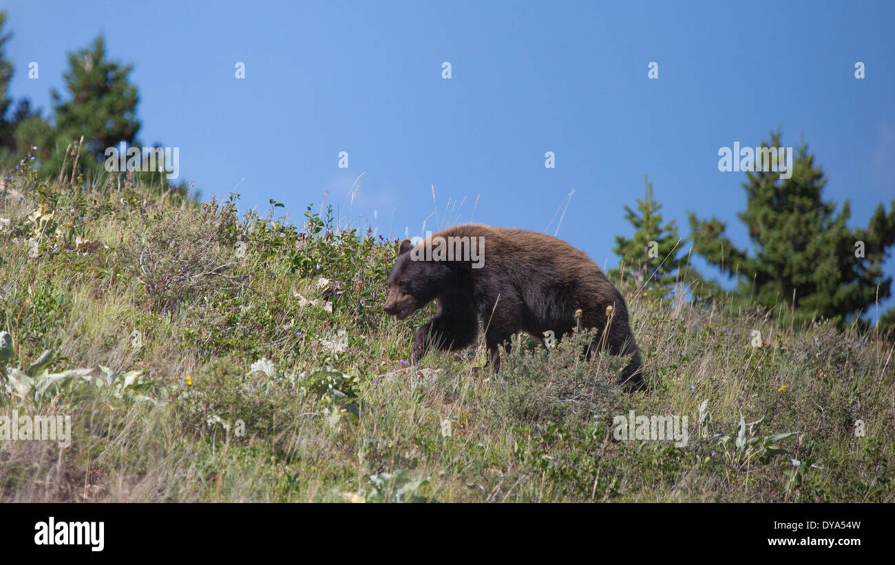 Alberta, bear, Canada, North America, black bear, mammals, animals ...