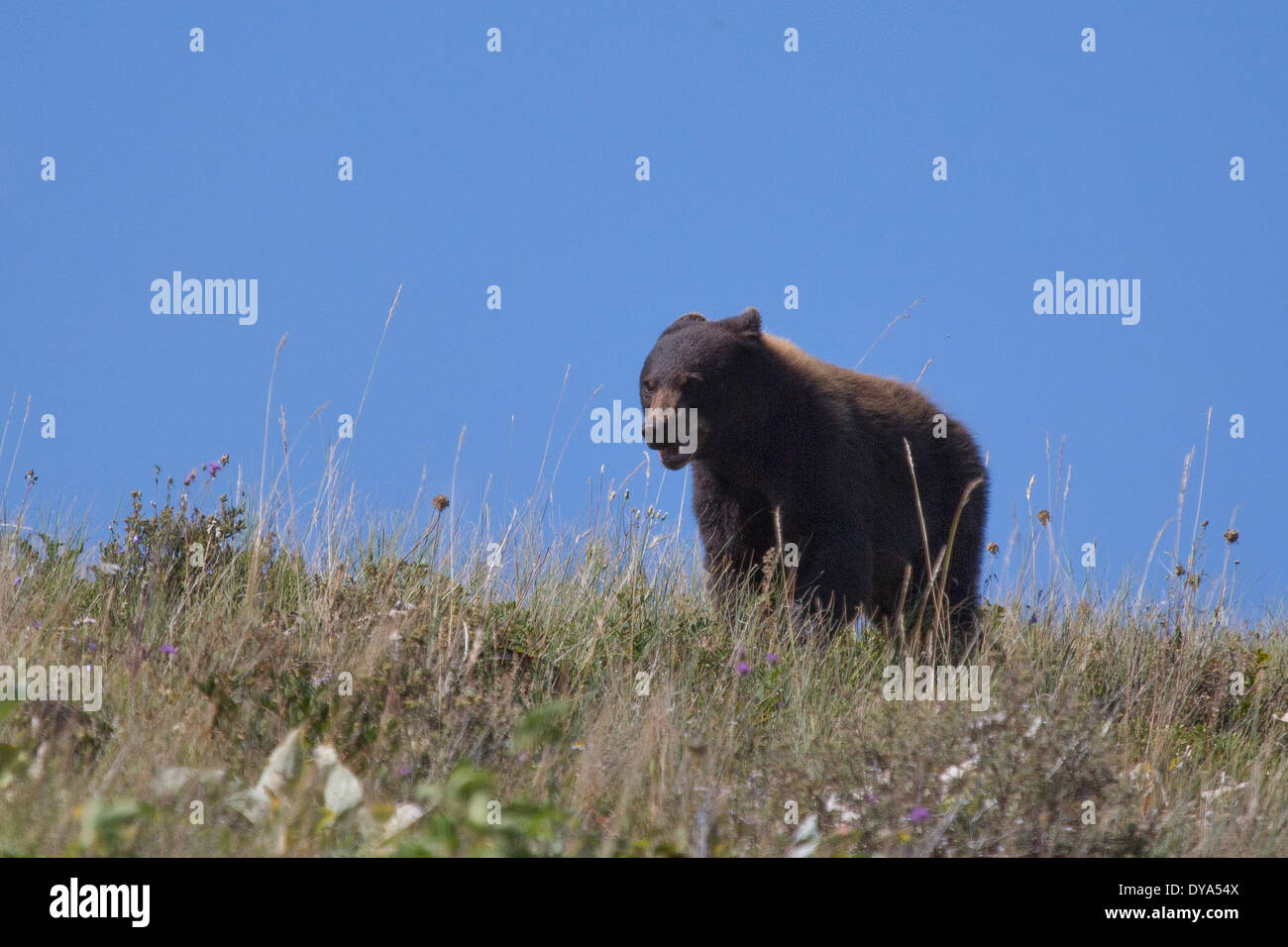 Alberta, bear, Canada, North America, black bear, mammals, animals ...