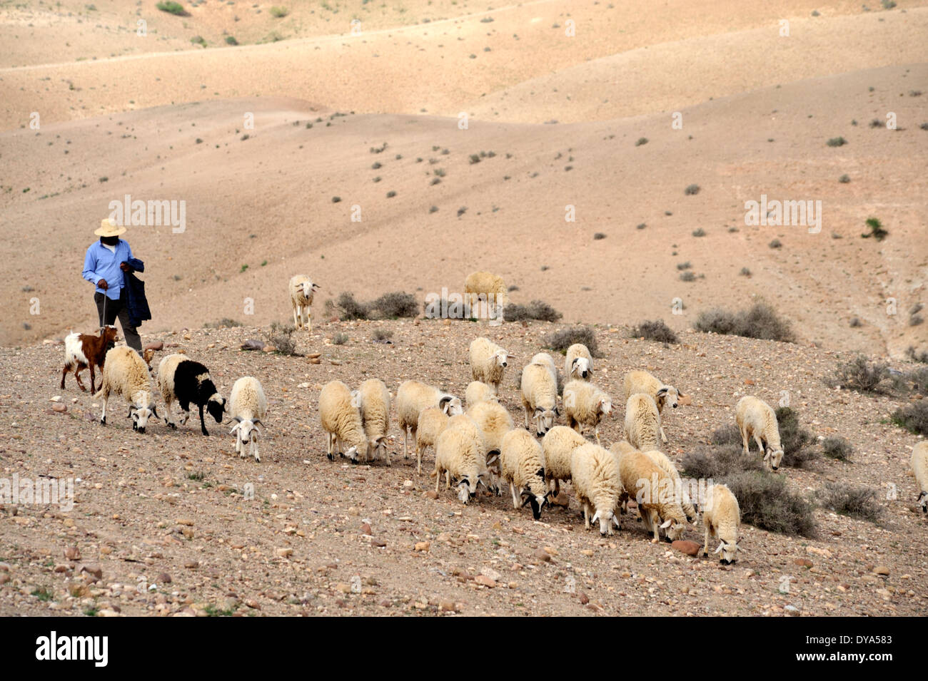 Moroccan shepherd hi-res stock photography and images - Alamy