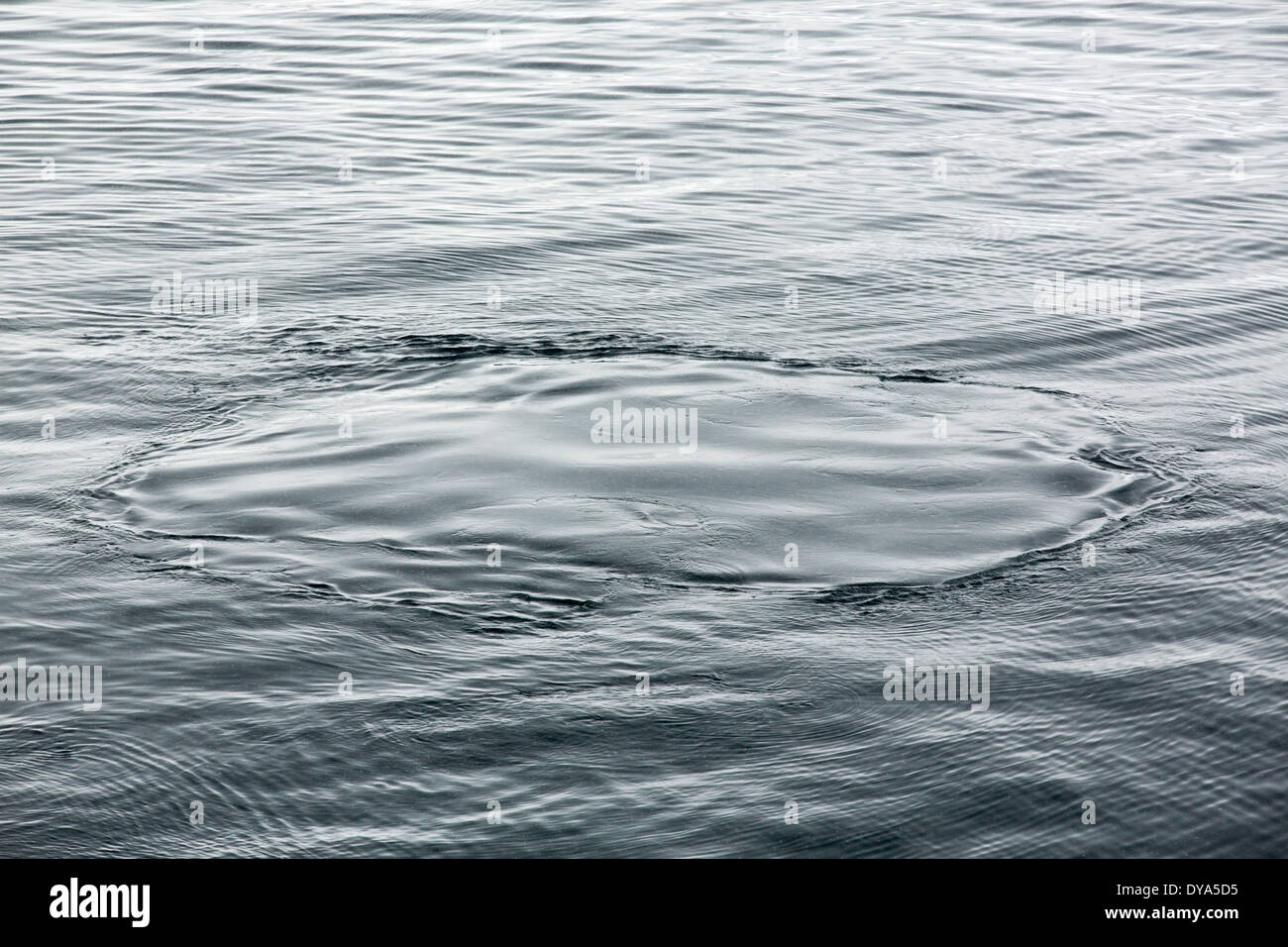 A Whales footprint, left after surfacing by Humpback Whales (Megaptera ...