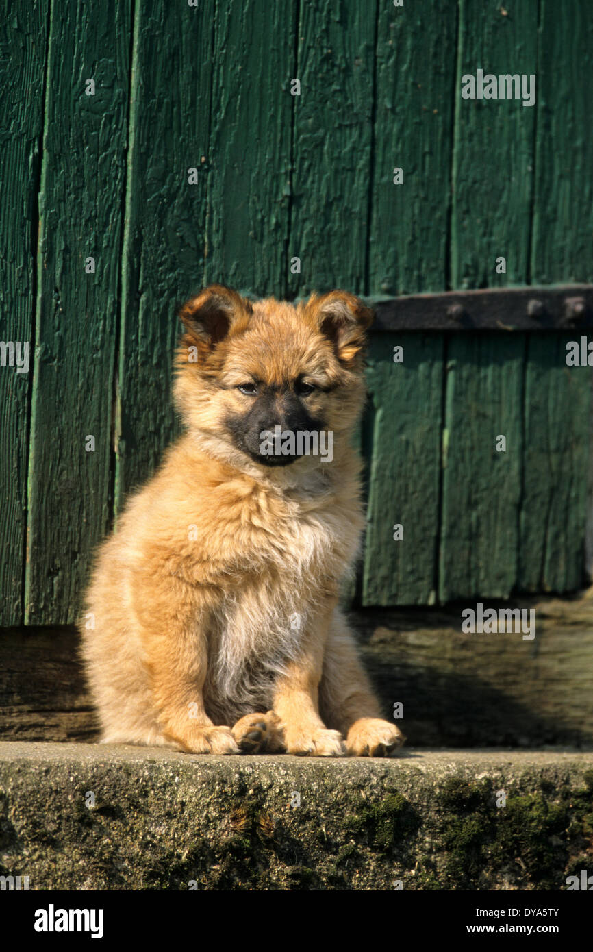 Harz fox, Harzer Fuchs, domestic animal, pet, dog, young, portrait ...