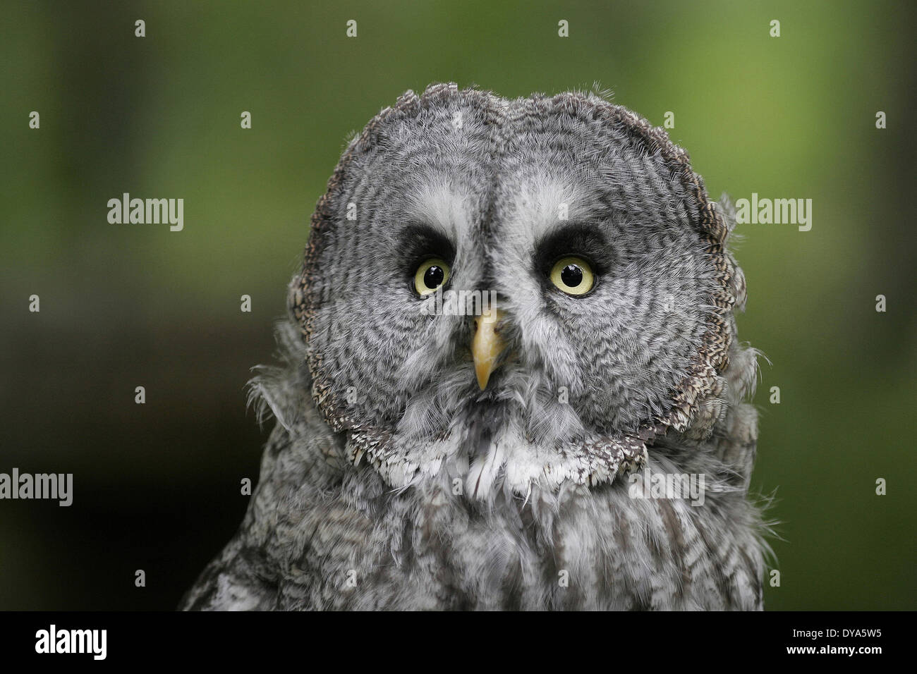Great gray owl, grab bird, grab birds, owl, portrait, bird of prey ...