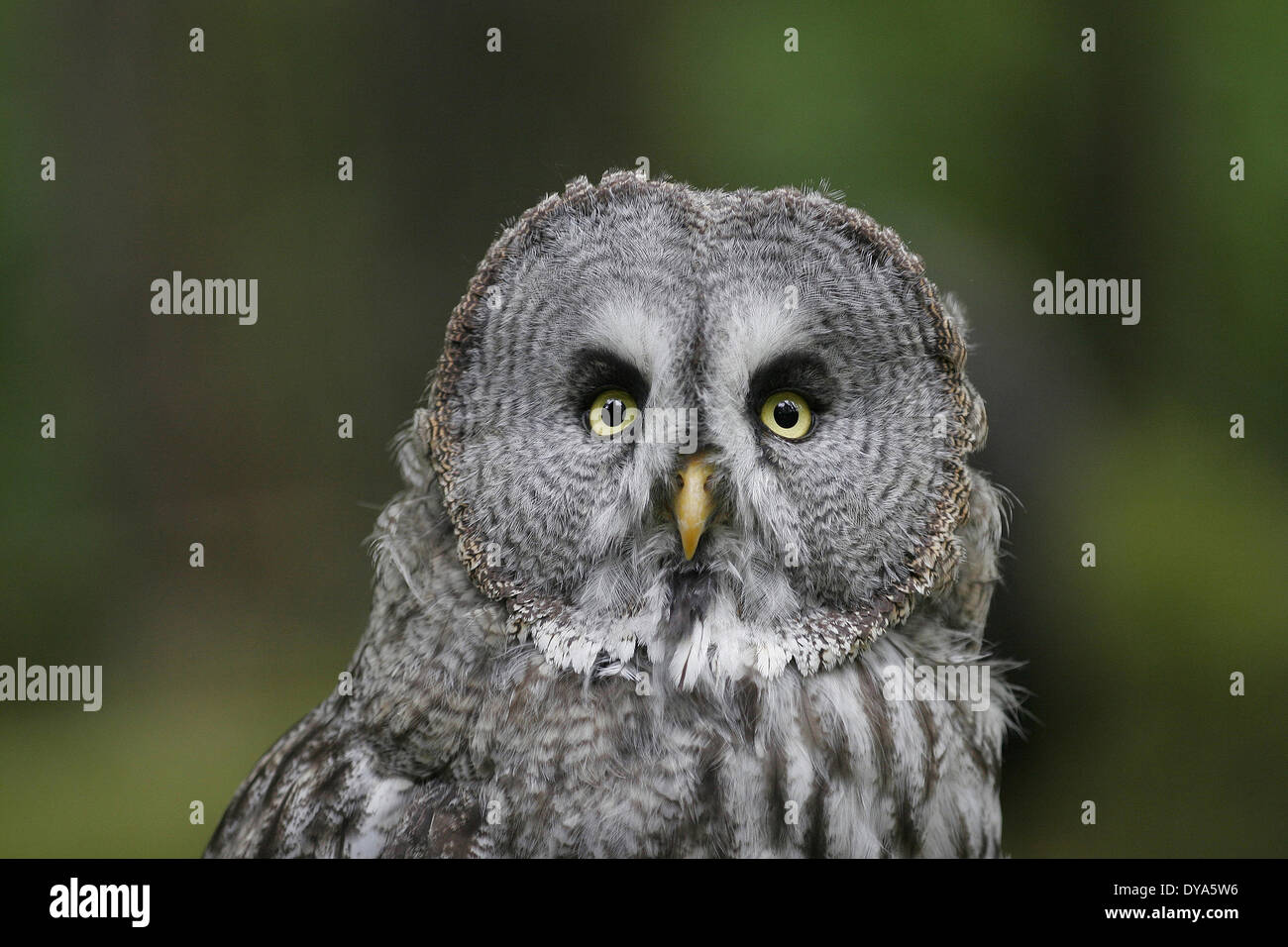 Great gray owl, grab bird, grab birds, owl, portrait, bird of prey ...