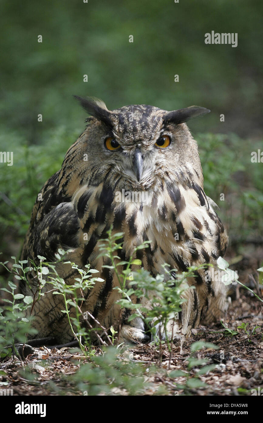 Bubo, bubo, animal, owls, owl, close-up, nature, portrait, Portugal ...